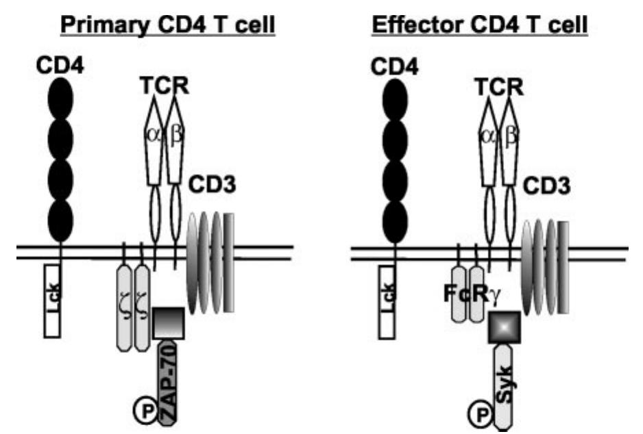 Schematic diagram of the distinct tcr/cd3 signaling com-