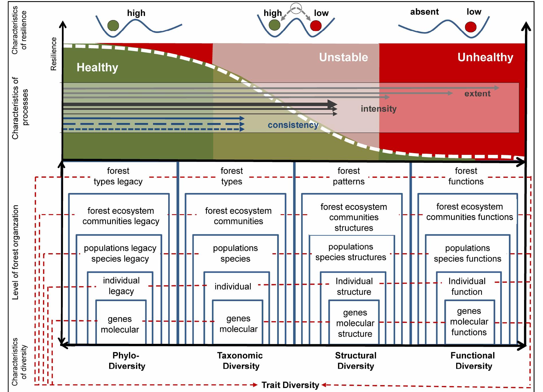 Schematic diagram of the different levels of forest