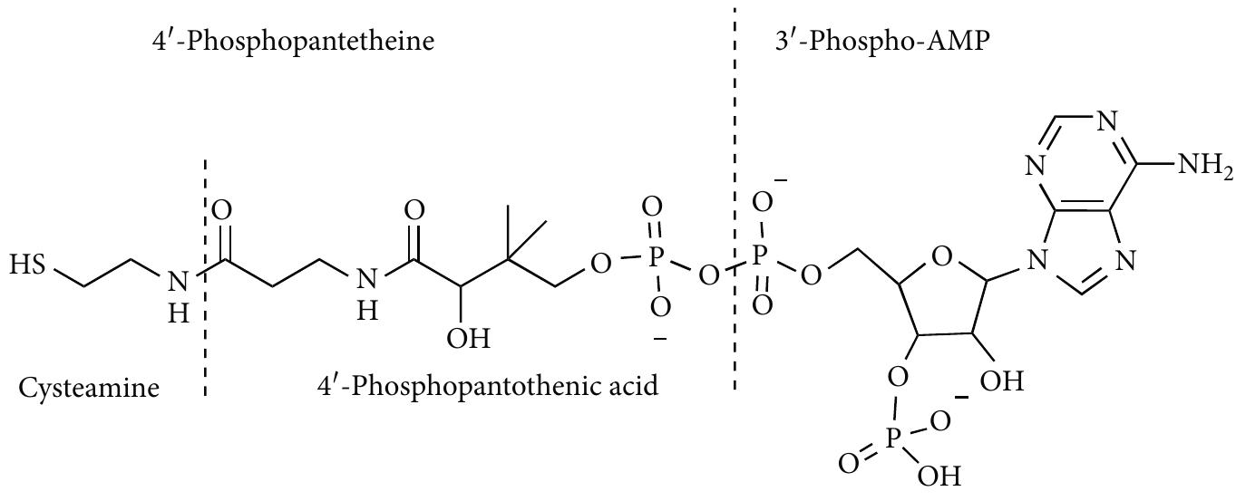 Ficuree 15: coenzyme a. chemical structure of coa and its