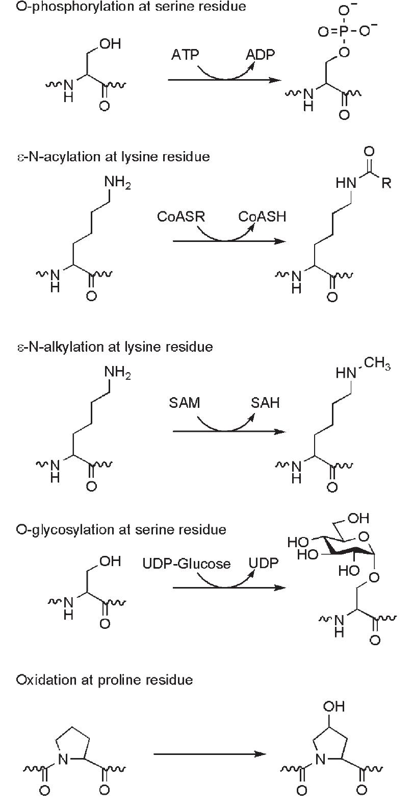 Five major types of covalent additions to protein side
