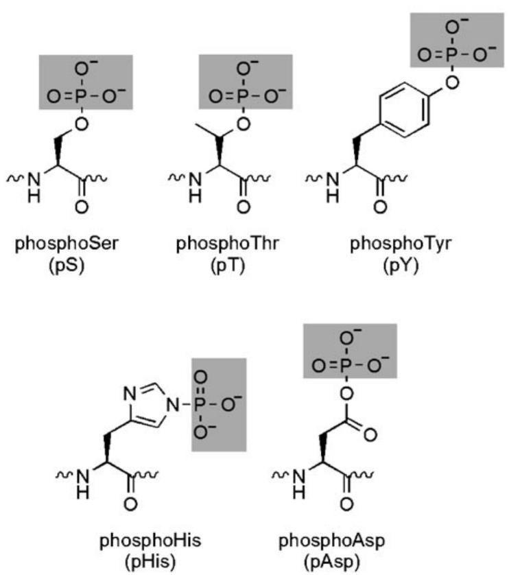 Phosphorylated forms of amino acid side chains in proteins: