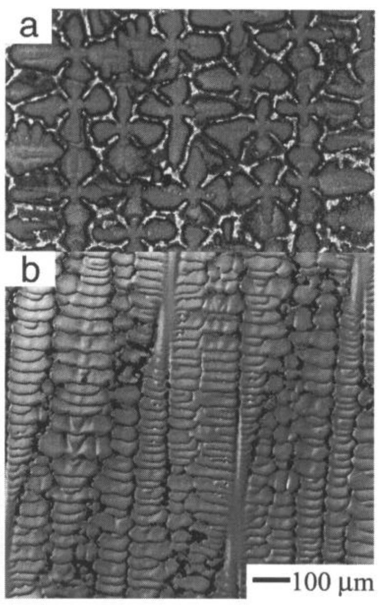 Optical micrograph of the as-cast structure of cmsx-4: (a)