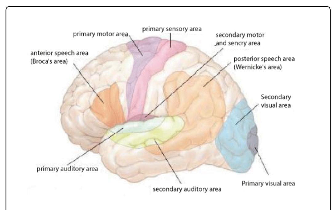Sensory motor systems- source: google images table 1:
