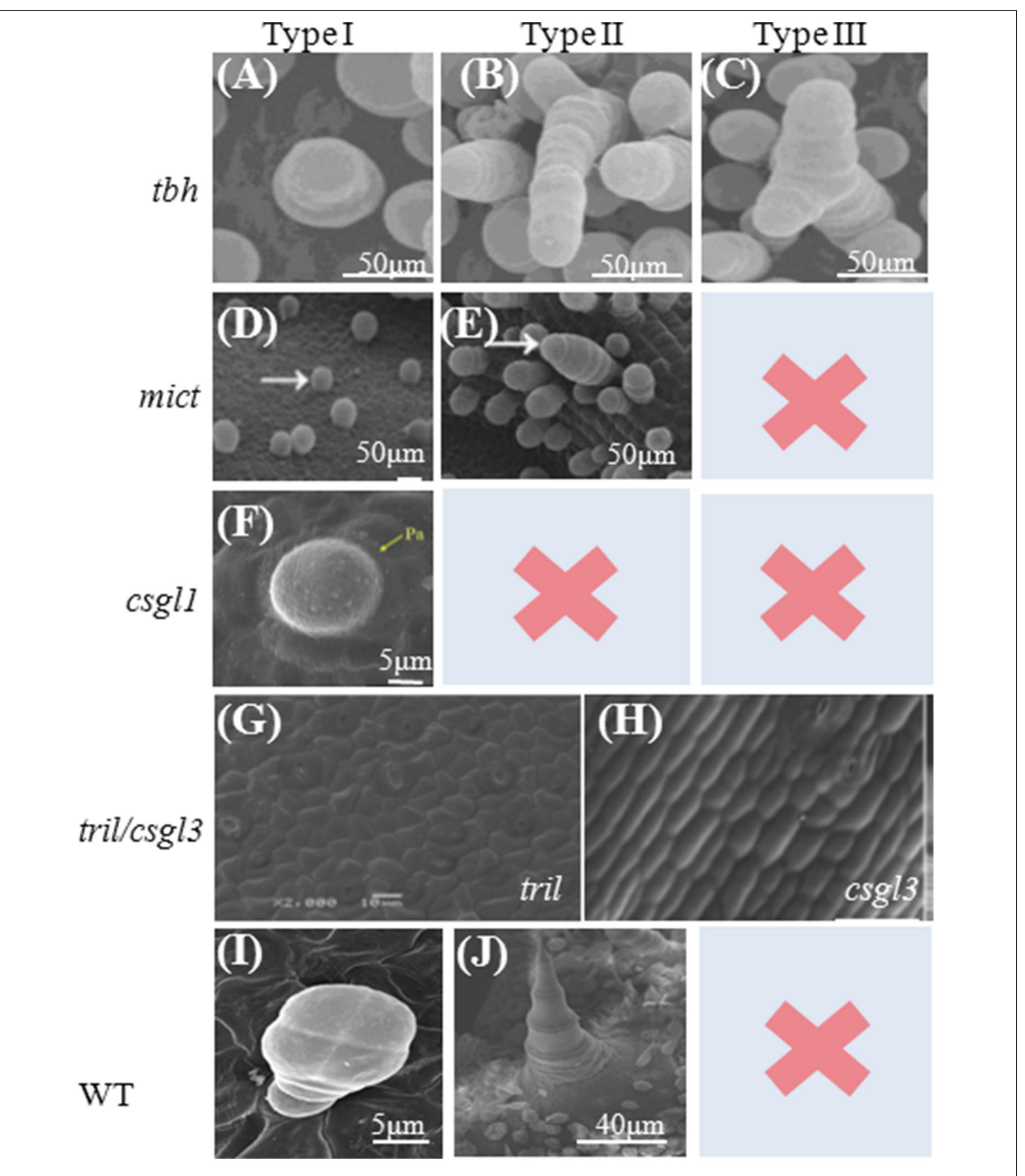 | scanning electron microscopy images of trichomes of