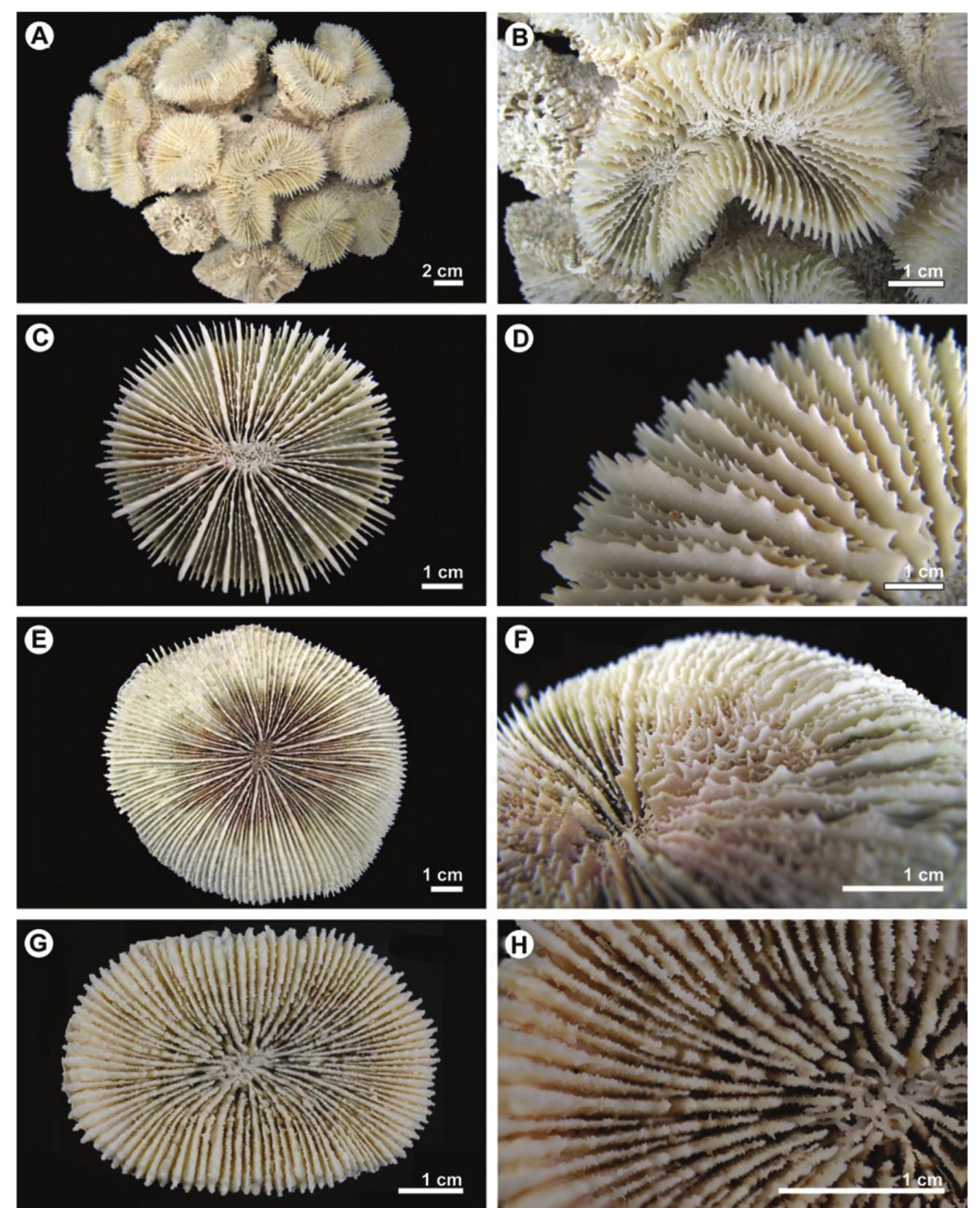 Mussa and scolymia macromorphology. mussa and scolymia have