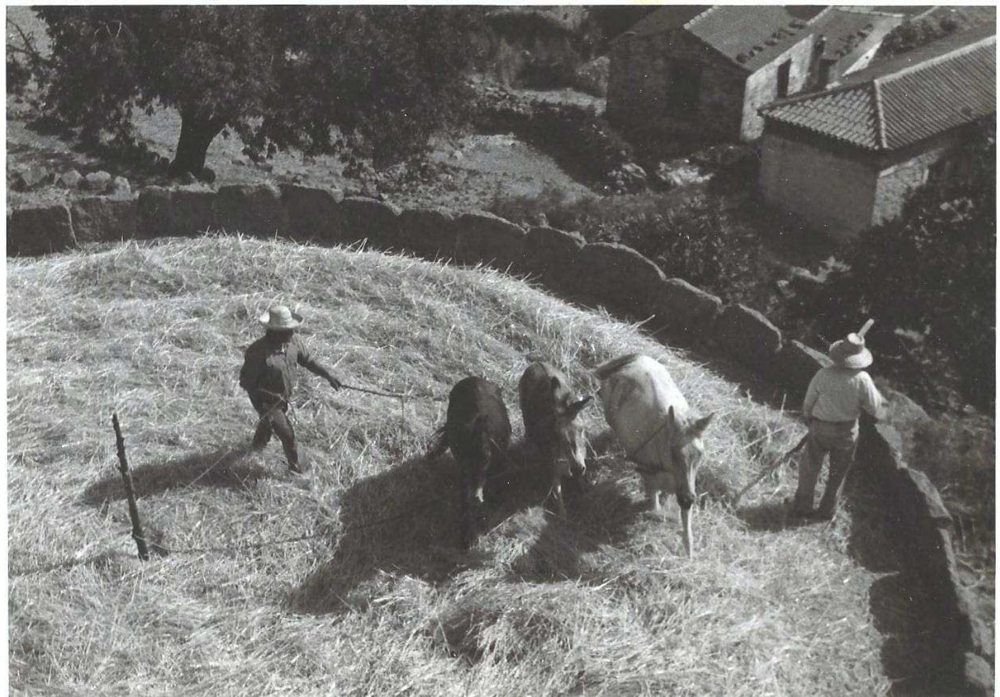 Photo 2. threshing grain ona stone threshing floor around