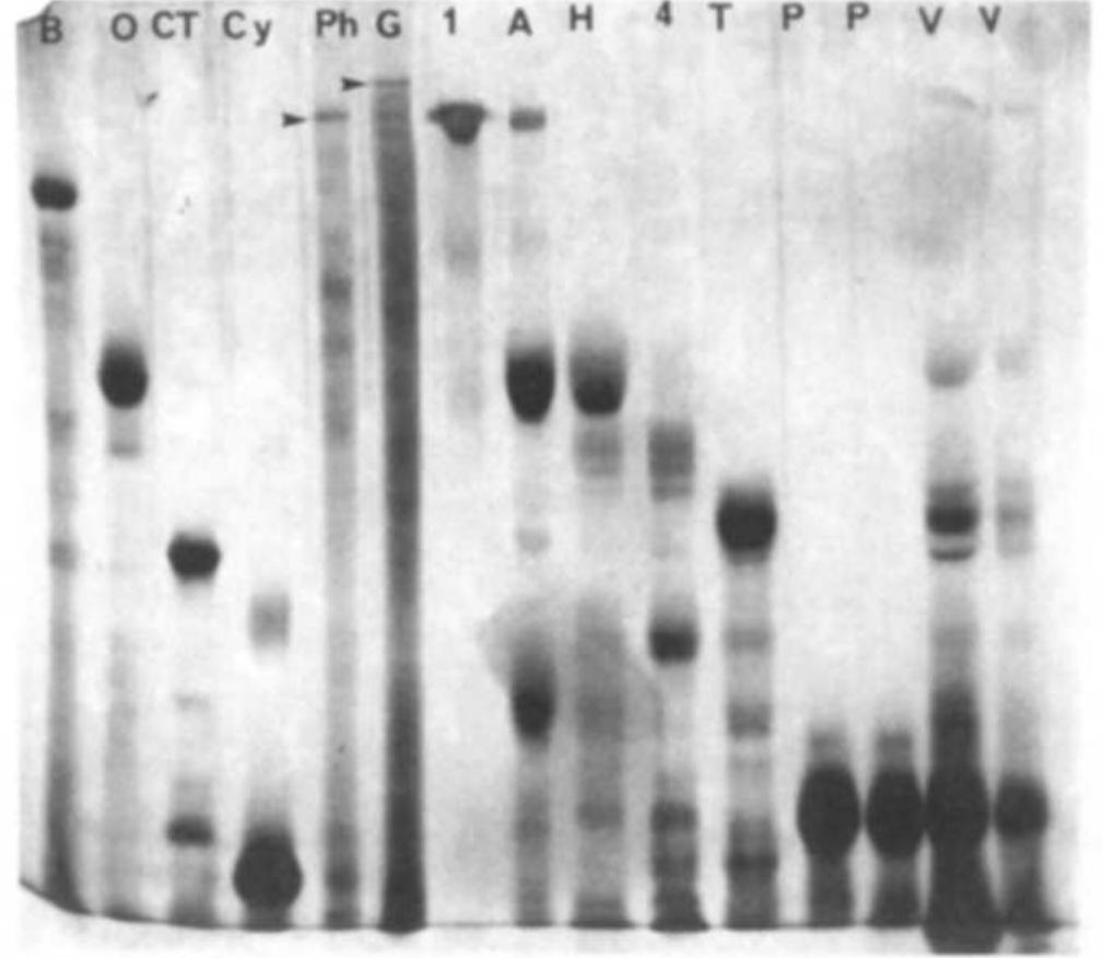 Sds-page with silver stain of fractions from the sephadex