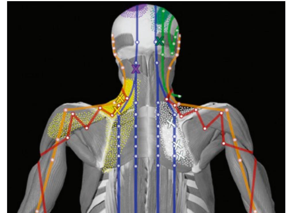 Posterior neck and upper back with trapezius and latissimus