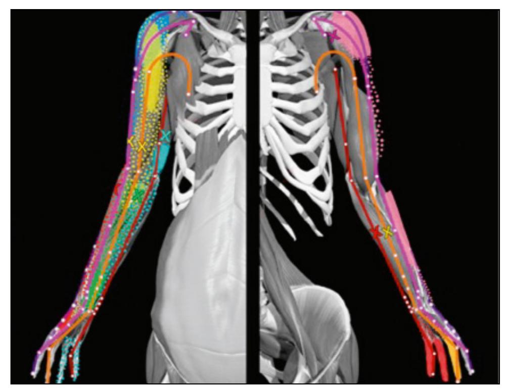 Anterior chest and arms showing (from superior to inferior)