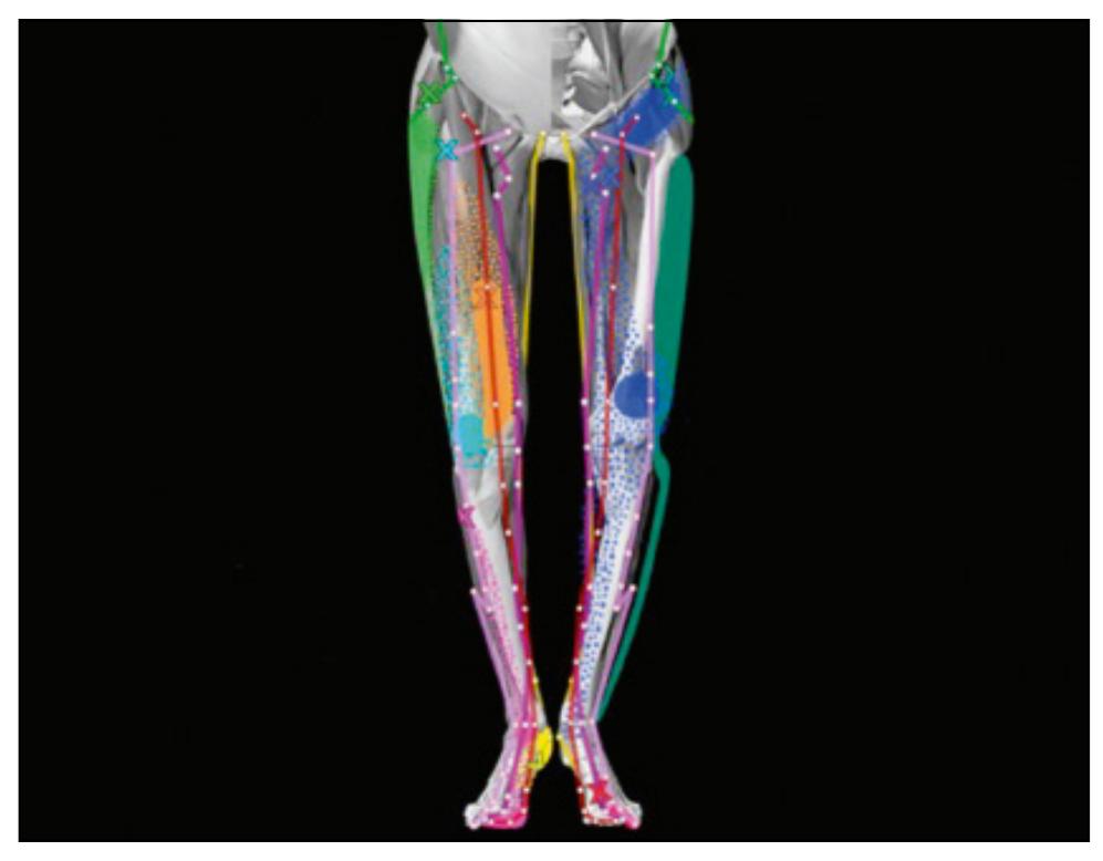 Anterior thighs and legs showing (from superior to inferior)