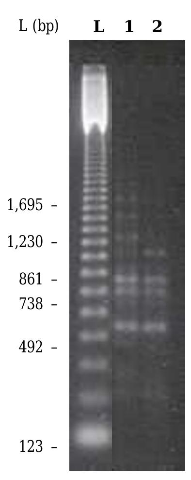 - pcr products from b7-5 dna (1) and b7-7 dna (2)