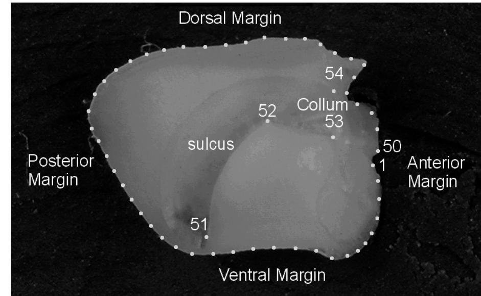 Otolith in distal view showing the semi- landmarks and
