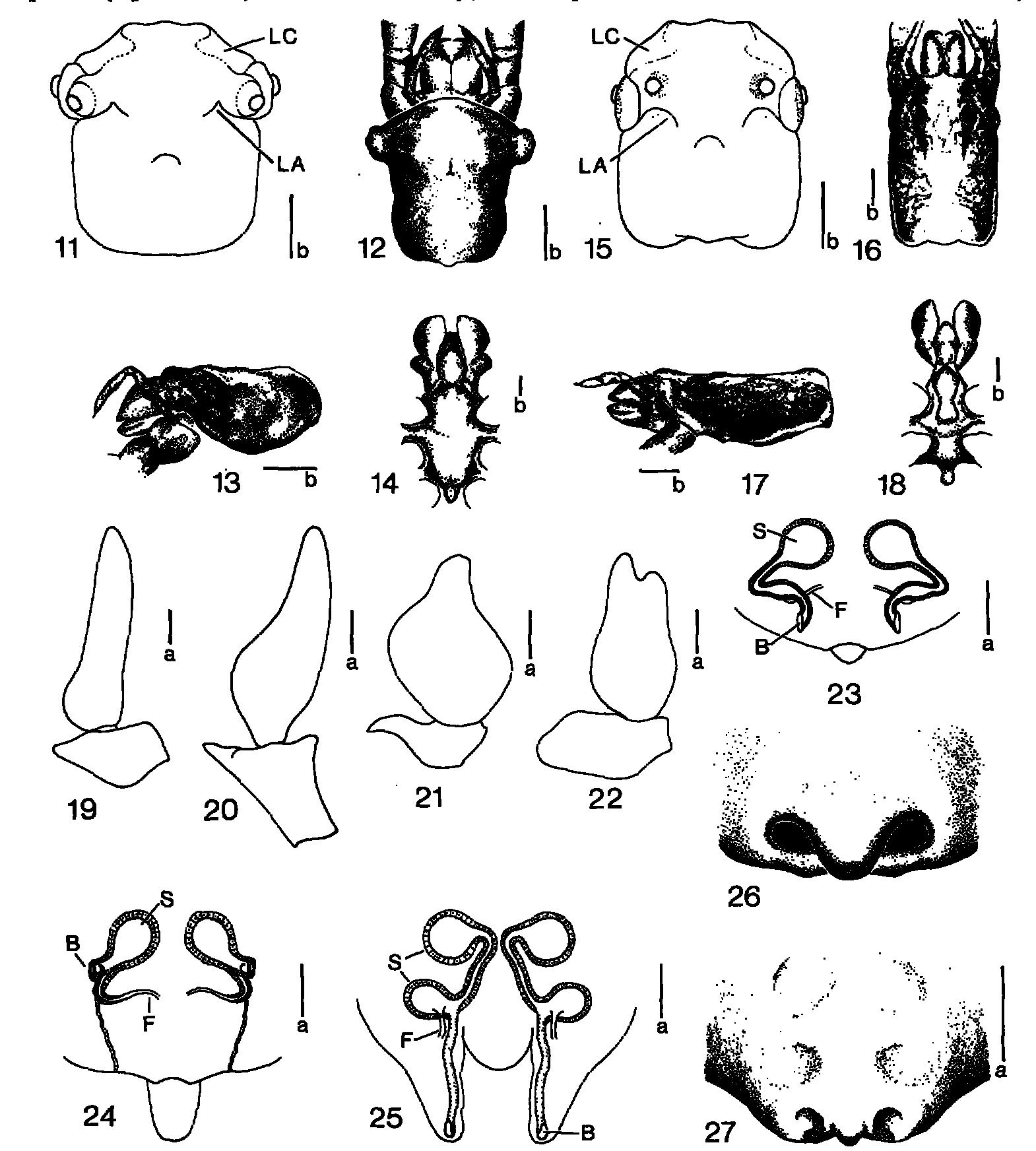 S. 11-27.~female cephalothorax of : 11, m. alboguttatus f.