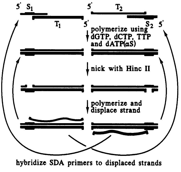 Figure 2 - from Strand displacement amplification--an