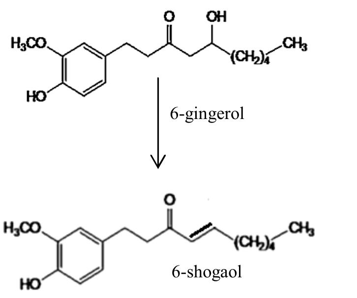 Schematic diagram of degradation 6-gingerol to 6-shogaol