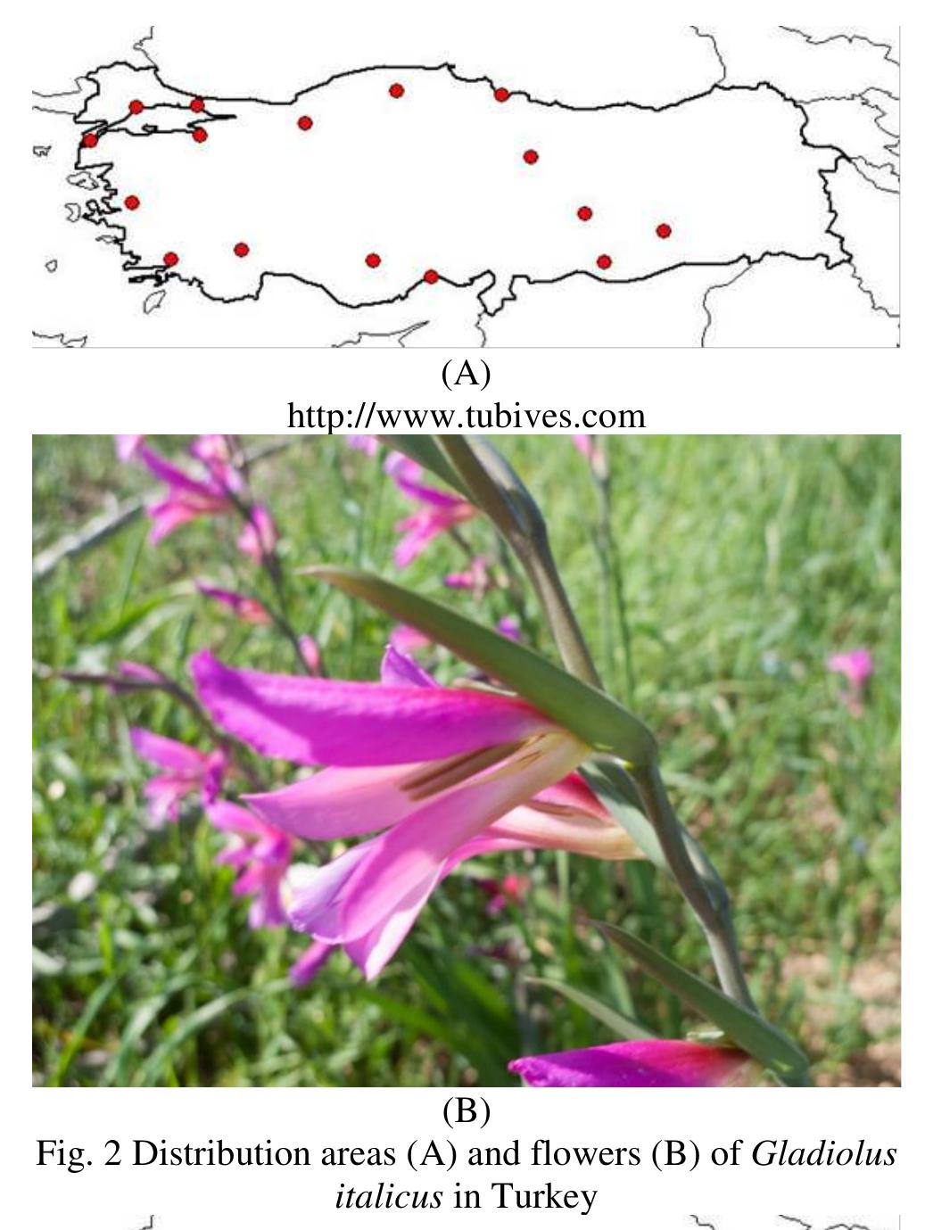 Figure 2 - Endangered Gladiolus Species of Turkey