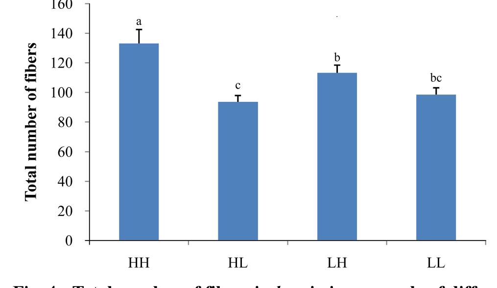 Muscle fiber types were classified into three fiber types: