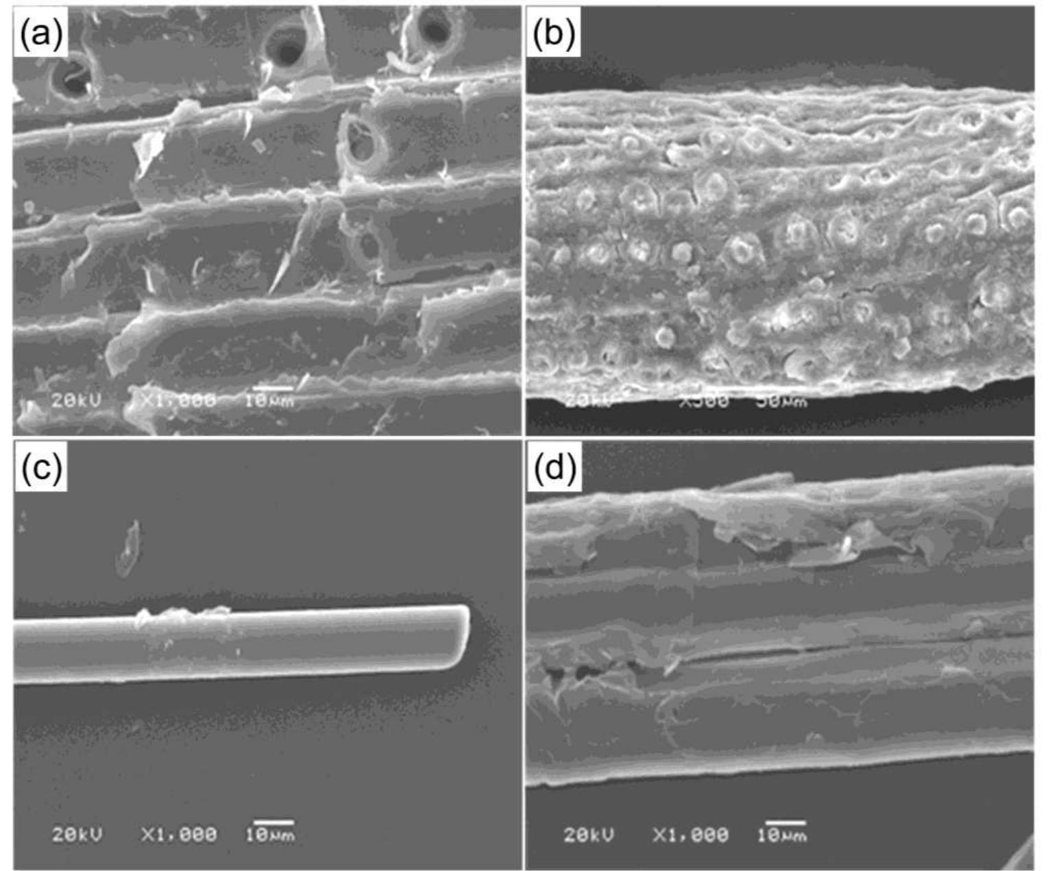 Scanning electron microscopy (sem) images of surface of