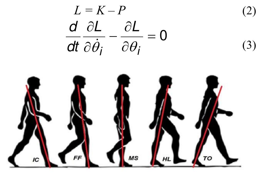 Human body in gait cycle [17]. “where, @; is the ankle angle