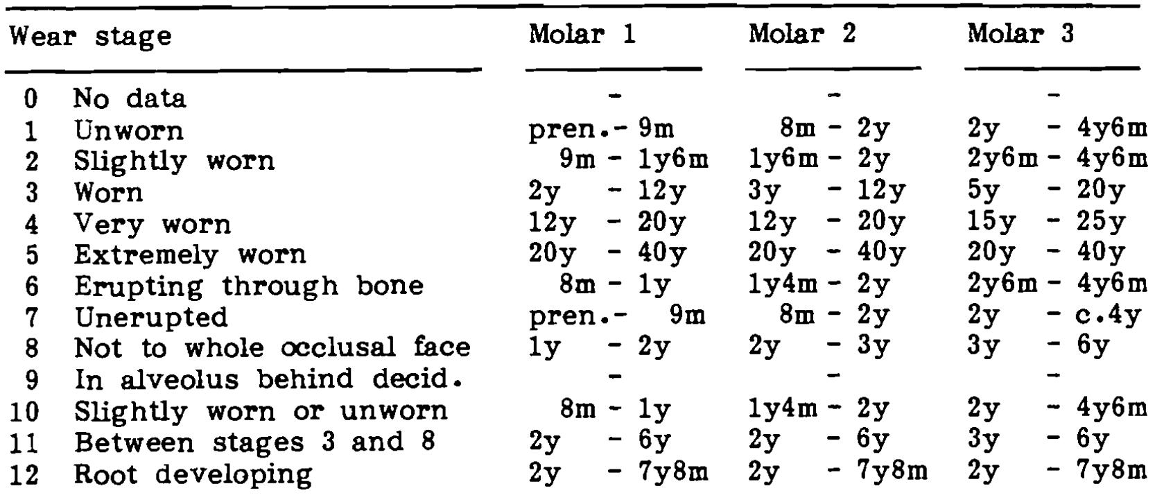 Permanent lower molars