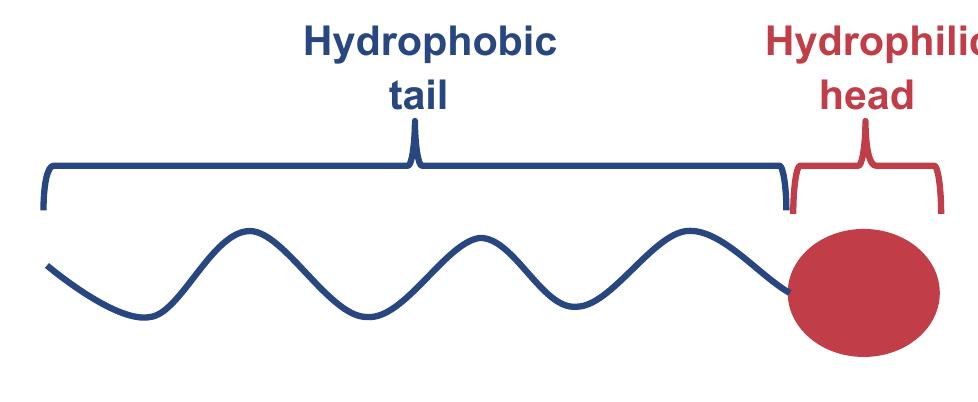 Schematic representation of a surfactant molecule. an