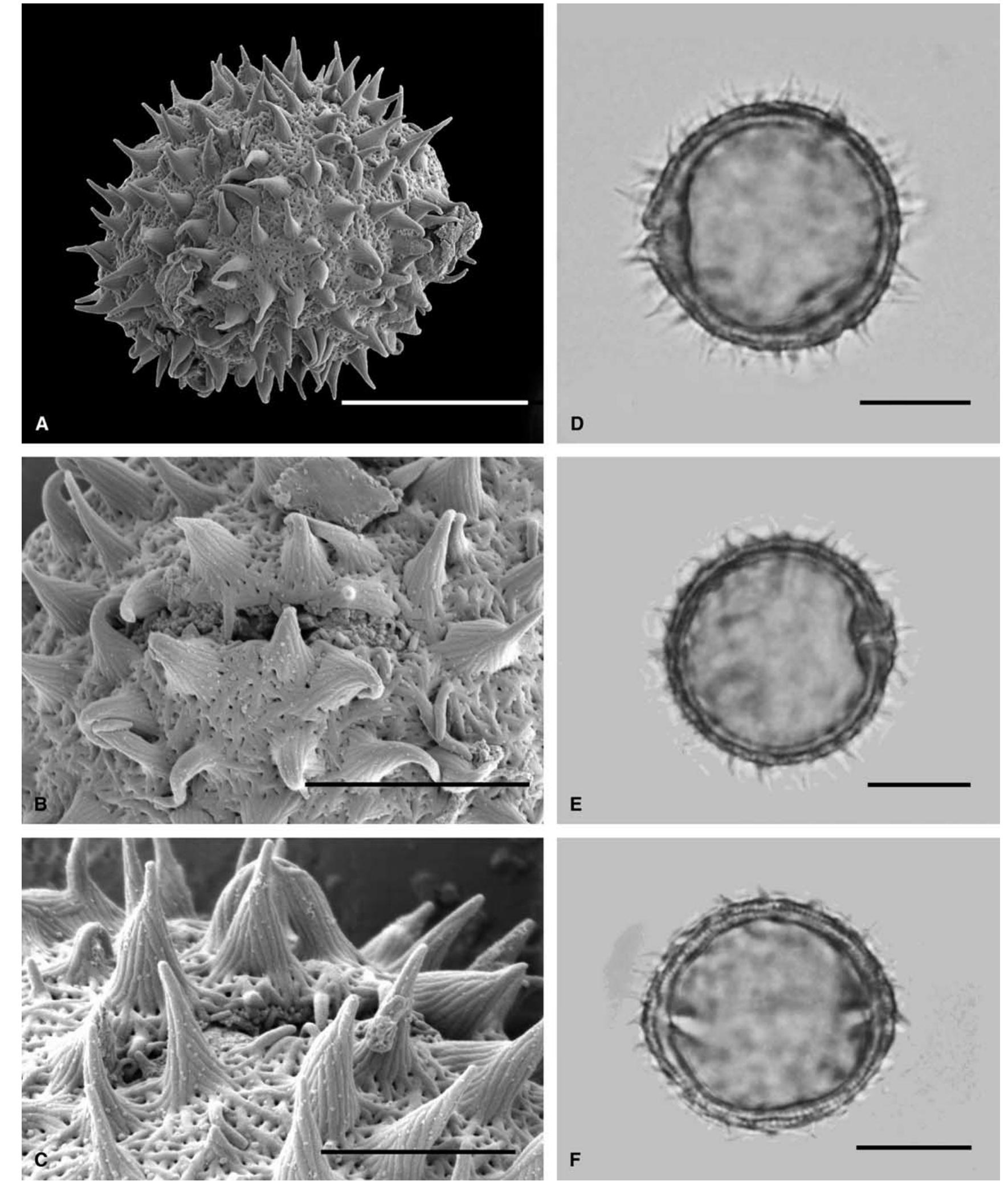 Pollen of ambilobea madagascariensis. (a) whole grain