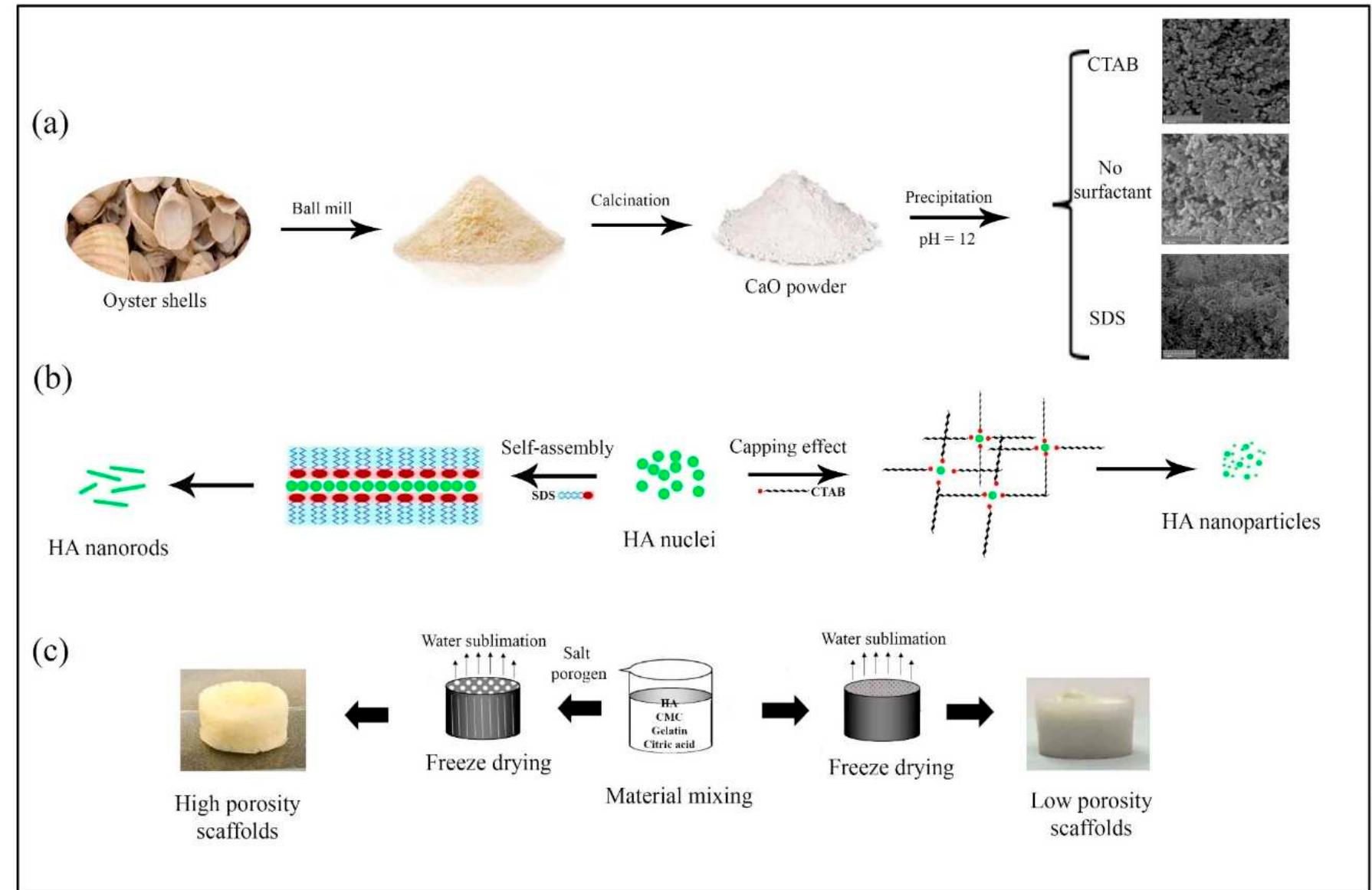 Schematic presentation of (a) ha synthesis from oyster