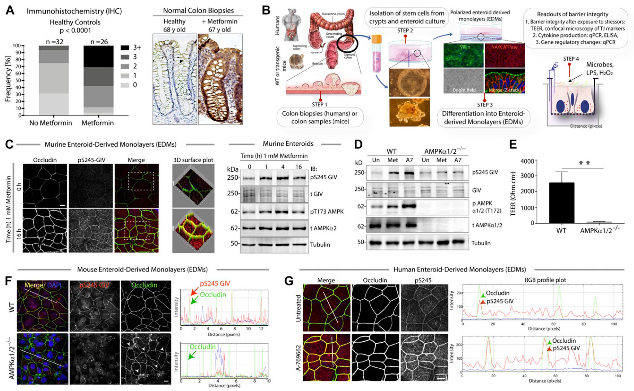 The stress polarity signaling (sps) pathway is active in the