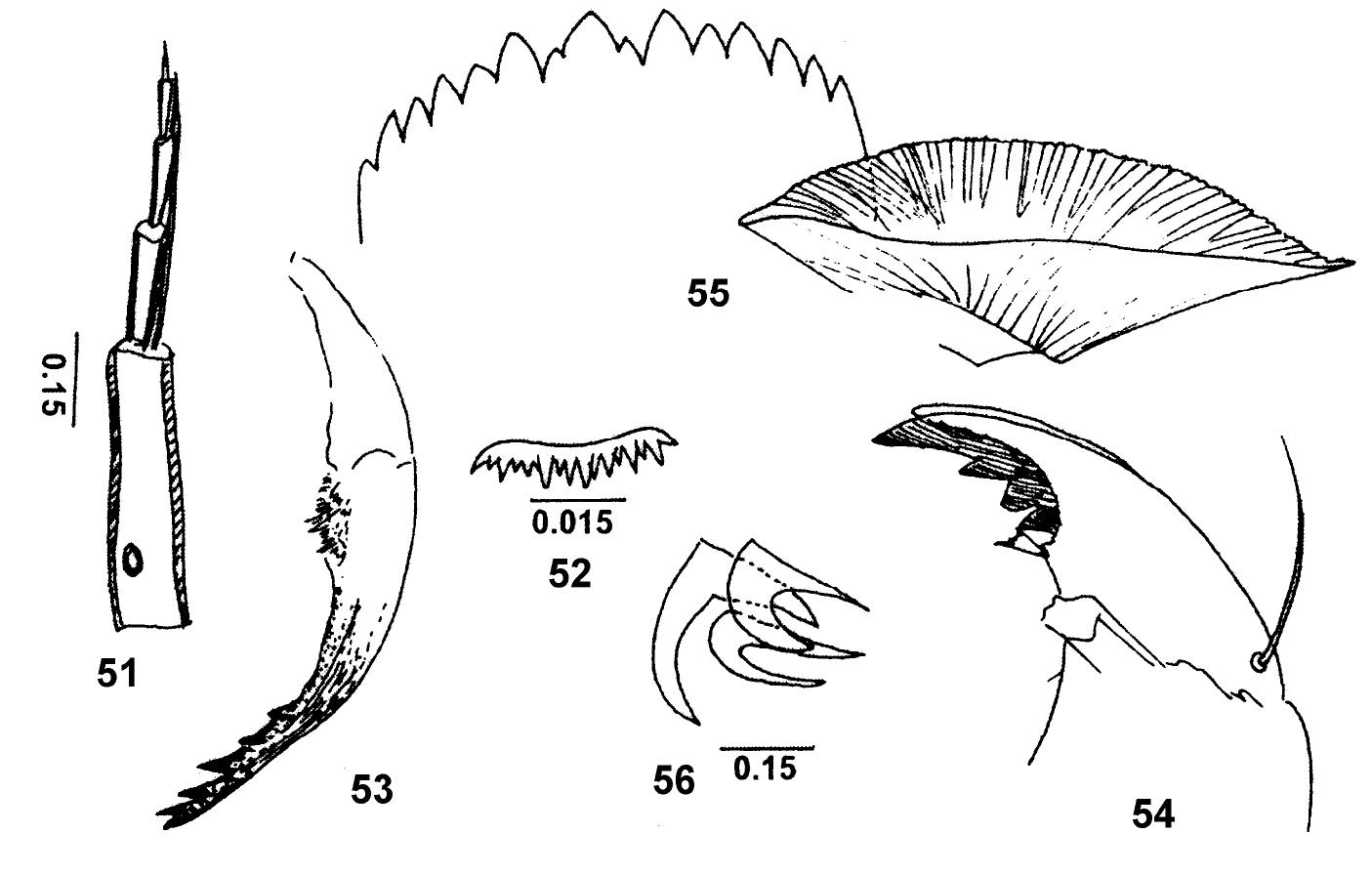 S. 51-56. kiefferulus renicornis sp. n., male larva. 51