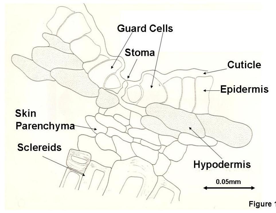 Schematic draw of cell structure of stoma and tissues in the