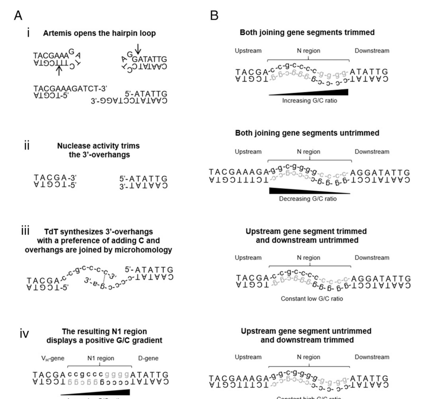 (a) illustration of how a positive g/c gradient may be