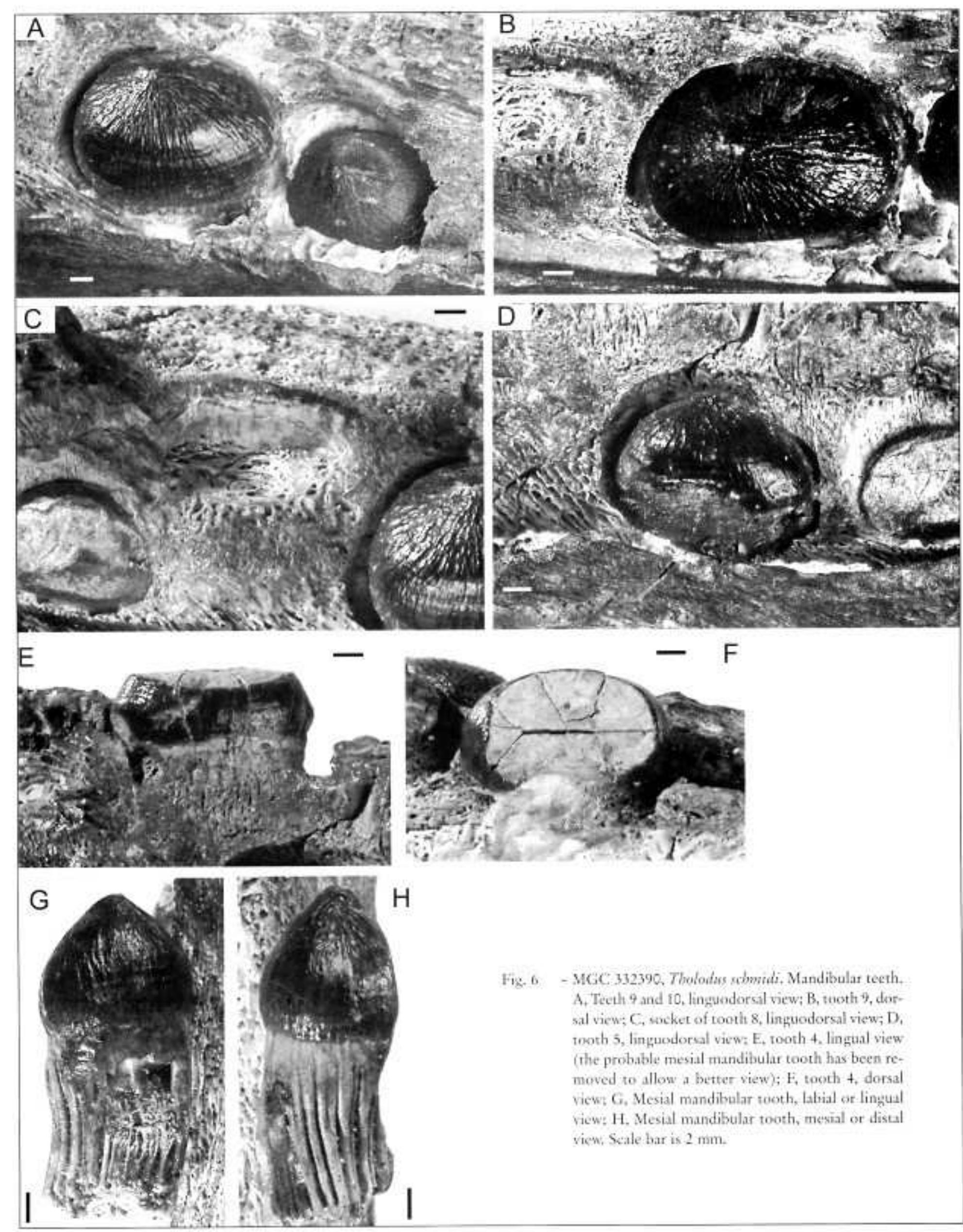 5c}, the mesial, distal and labial margins of the section