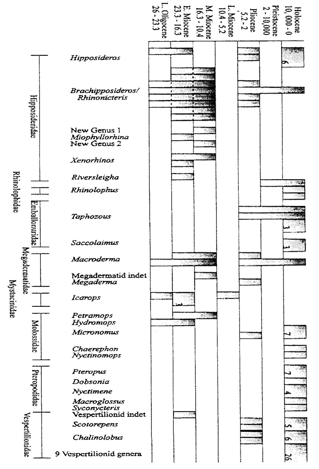 Australian bat diversity through time. each block represents
