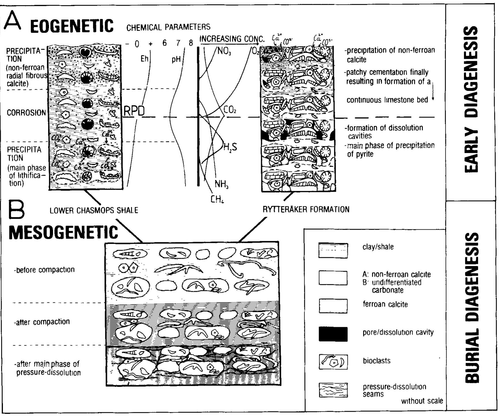 Schematic model for the formation of nodular limestones in