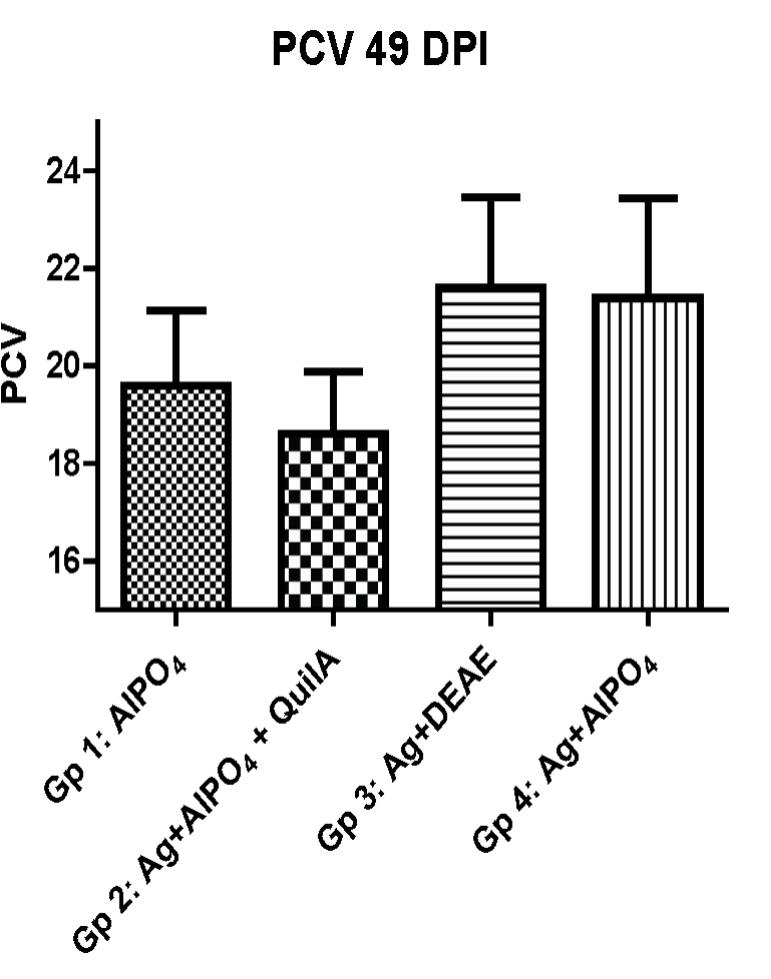Packed cell volume (pcv) of peripheral blood after challenge