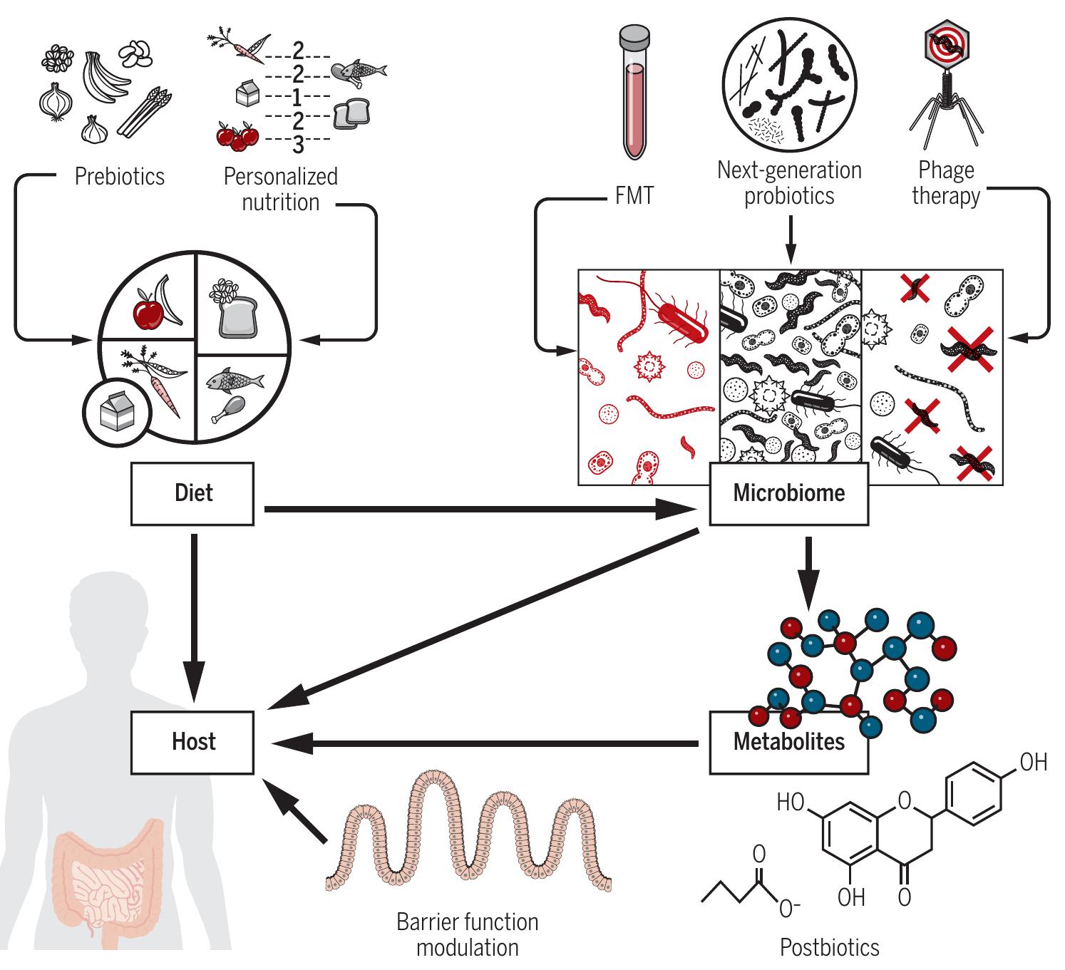 Gut microbiome-based therapeutic approaches. recent research