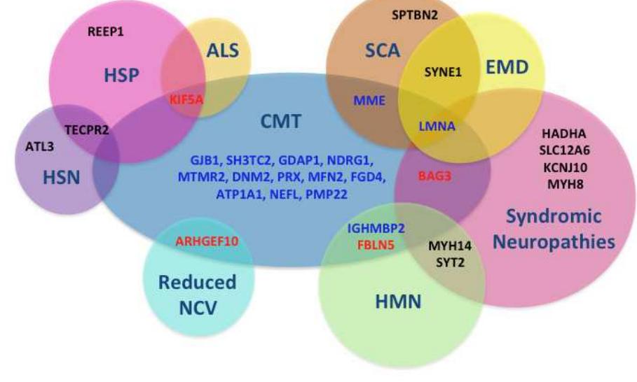 Overlapping clinical phenotypes in the genes identified.