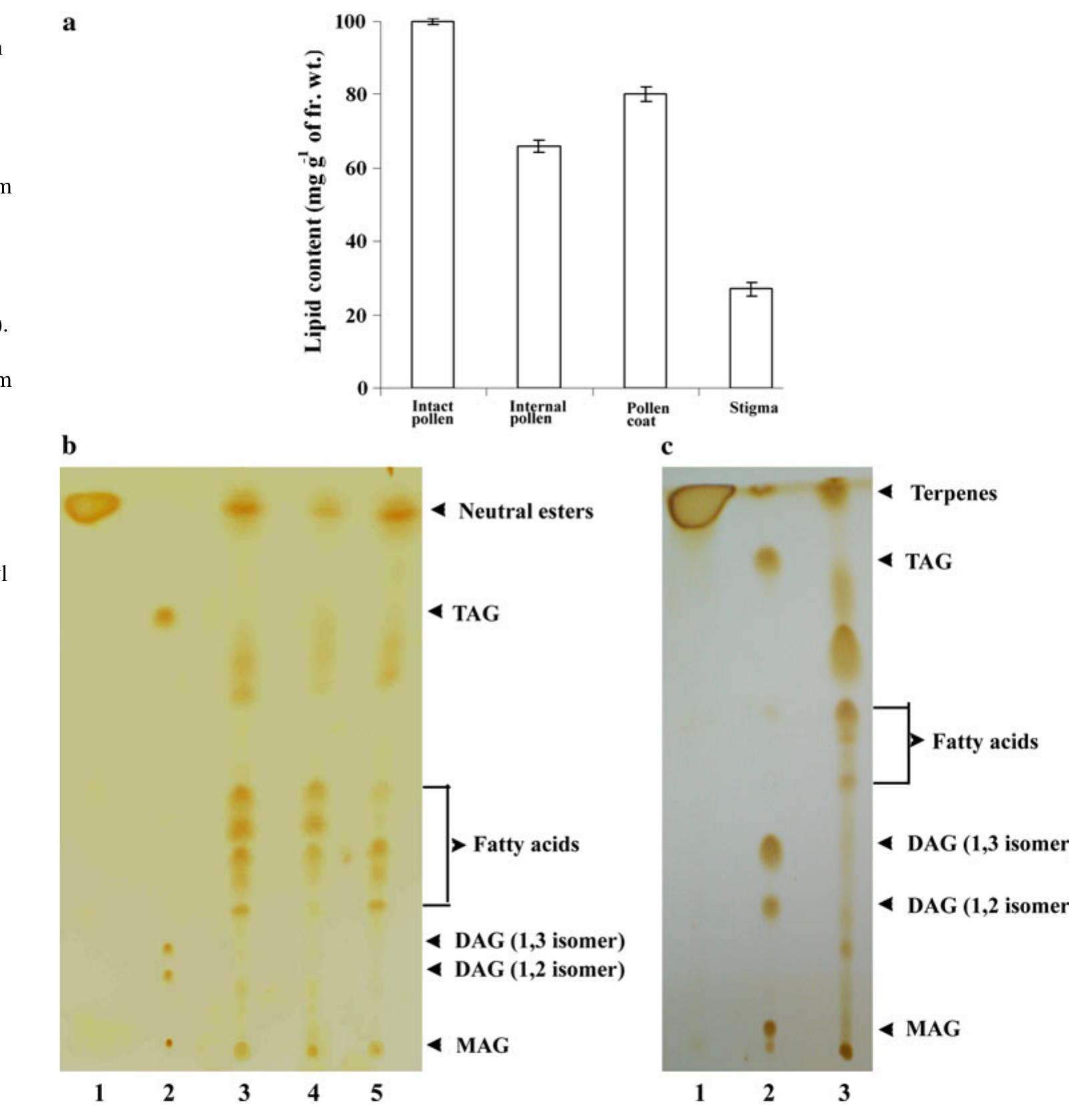 Peripheral regions of the papillae in sunflower. it is,