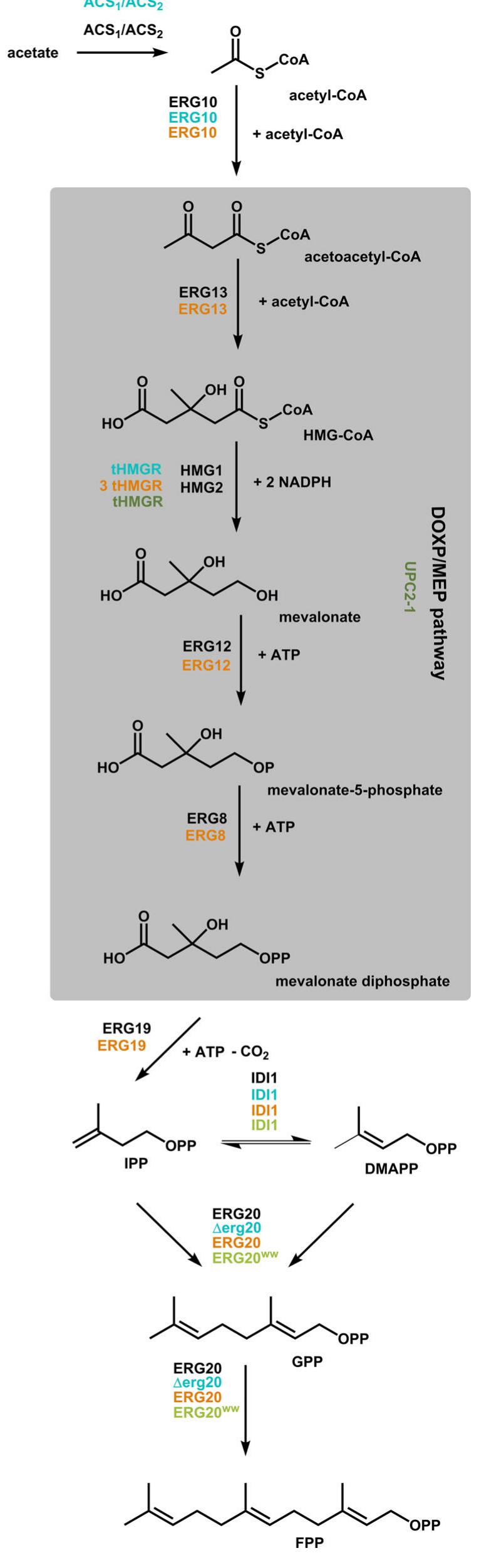 Isoprenoid formation in s. cerevisiae. the isoprenoid