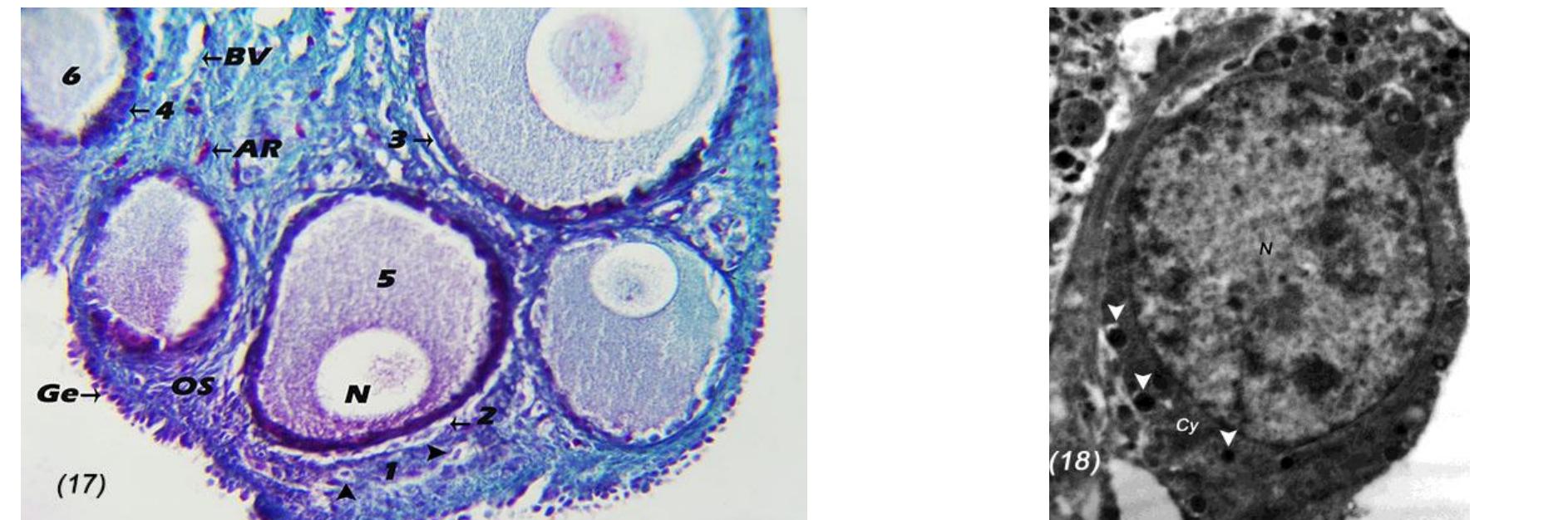 (17): photomicrograph showing the left ovarian cortex of the