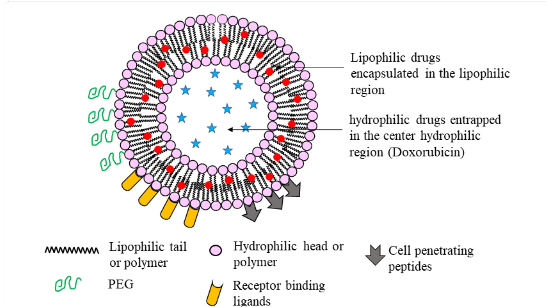 An illustration of a unilamellar liposome nanoparticle.