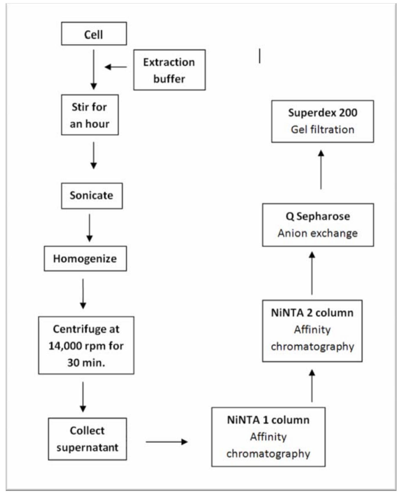 -14. flow chart of protein purification. the major steps of