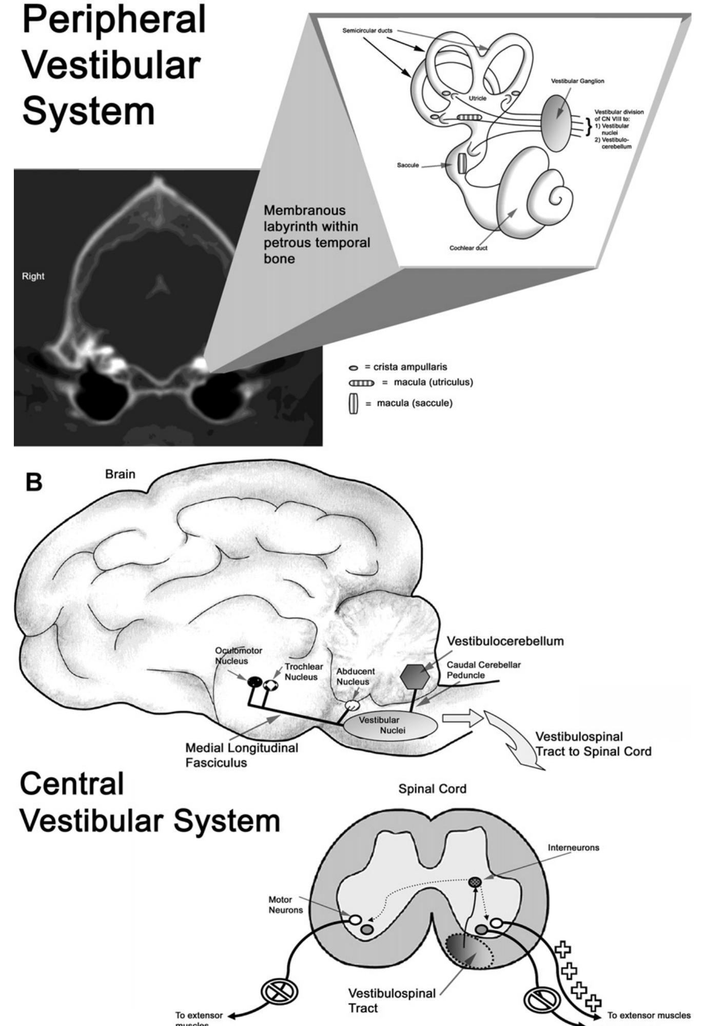Schematic neuroanatomy of the peripheral (a) and central (b)