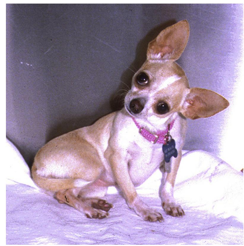 Figure 2 - Vestibular Disease in Dogs and Cats