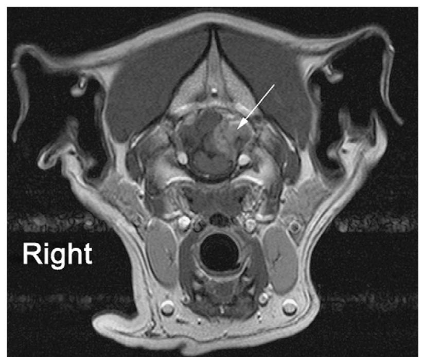 Figure 9 - Vestibular Disease in Dogs and Cats
