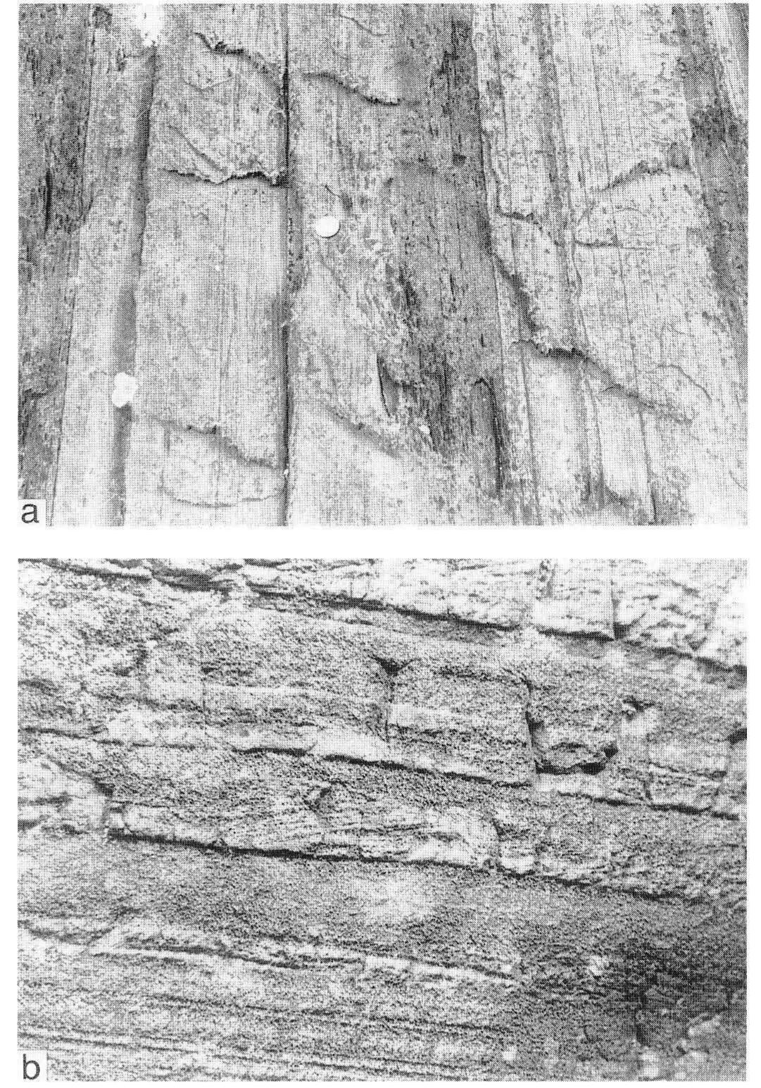 Facies d. (a) facies dj shown here is composed of a series