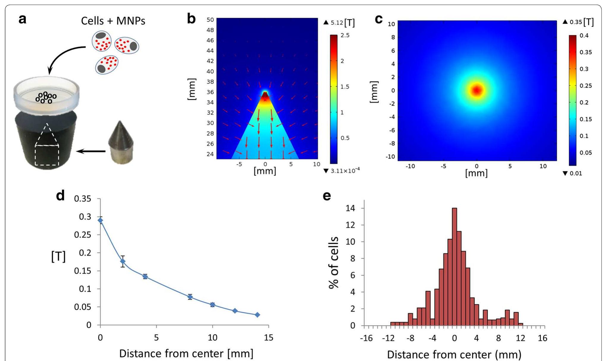 Magnetic positioning of pc12 cells. a schematic illustration