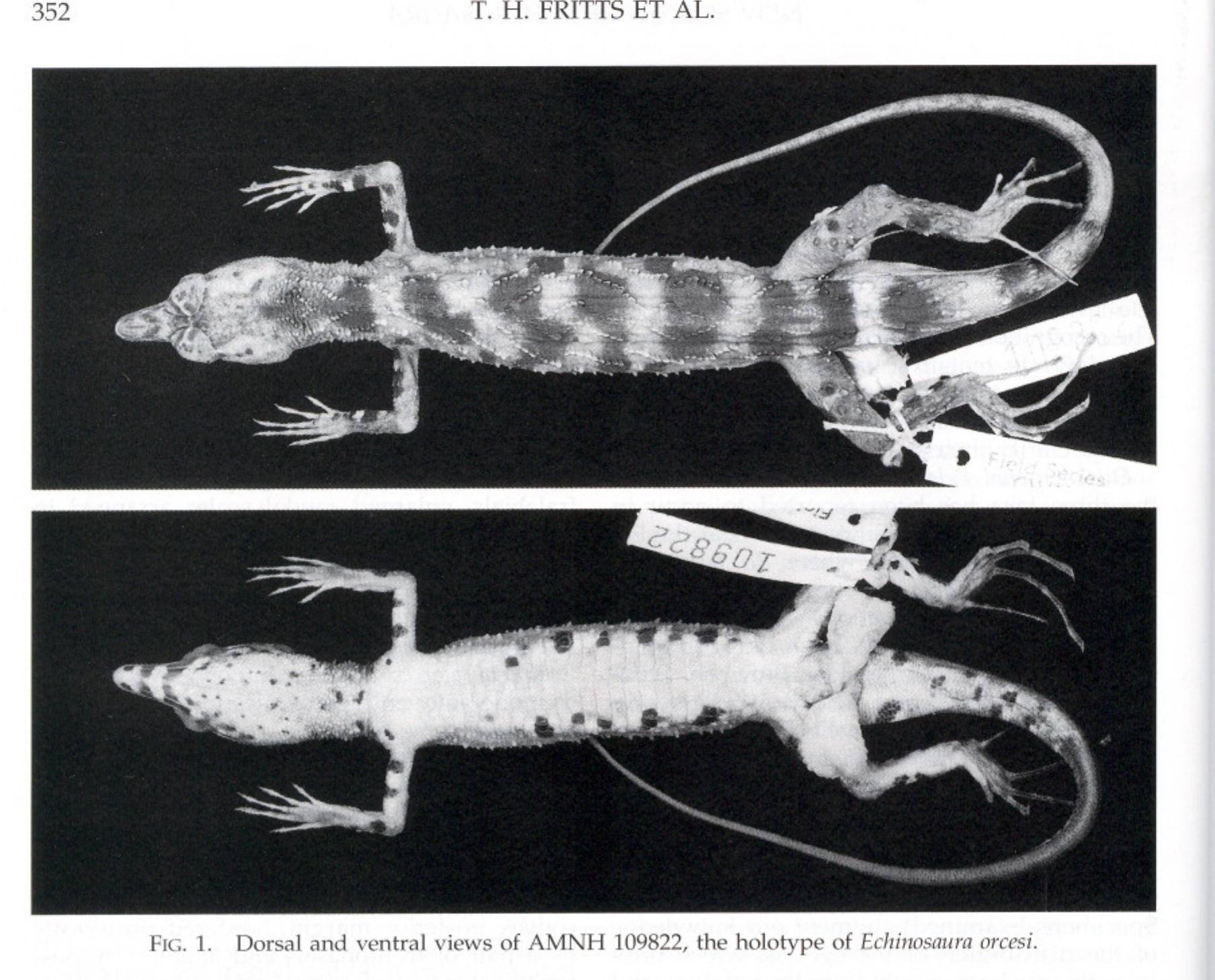 Transverse rows between pectoral and pelvic re- gions and in