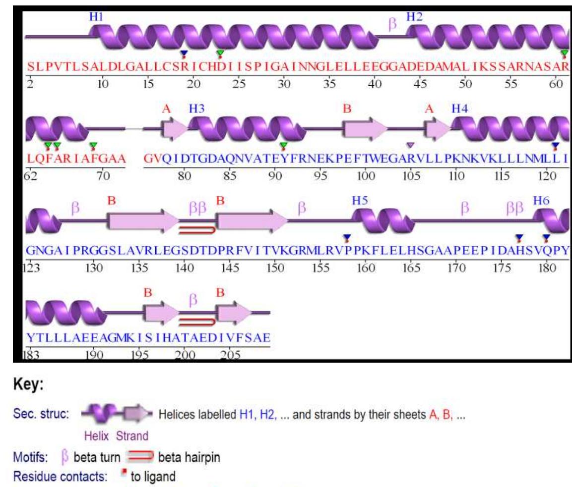 The ‘wiring chart' shows the protein's secondary structure