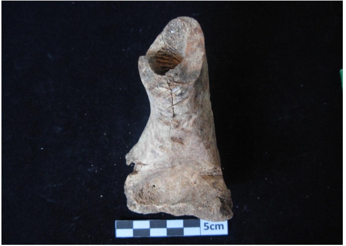 42. humerus, right, cutmarks, cattle.